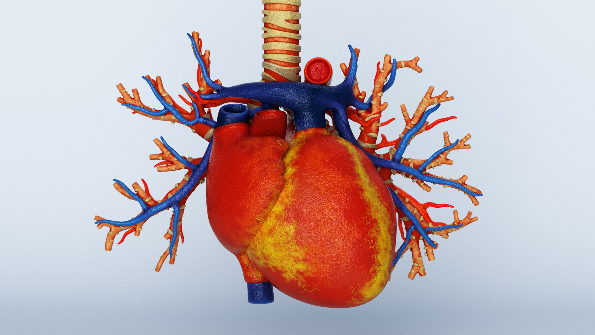 3D Trachea Heart Lungs Model - TurboSquid 1570805