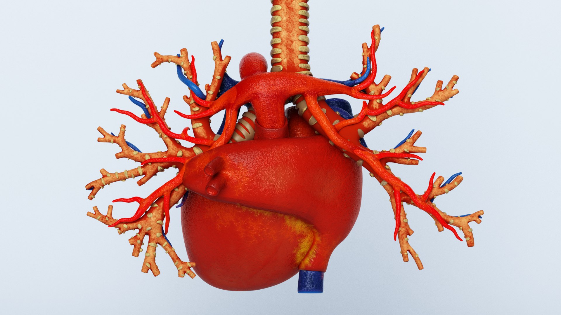 3D Trachea Heart Lungs Model - TurboSquid 1570805