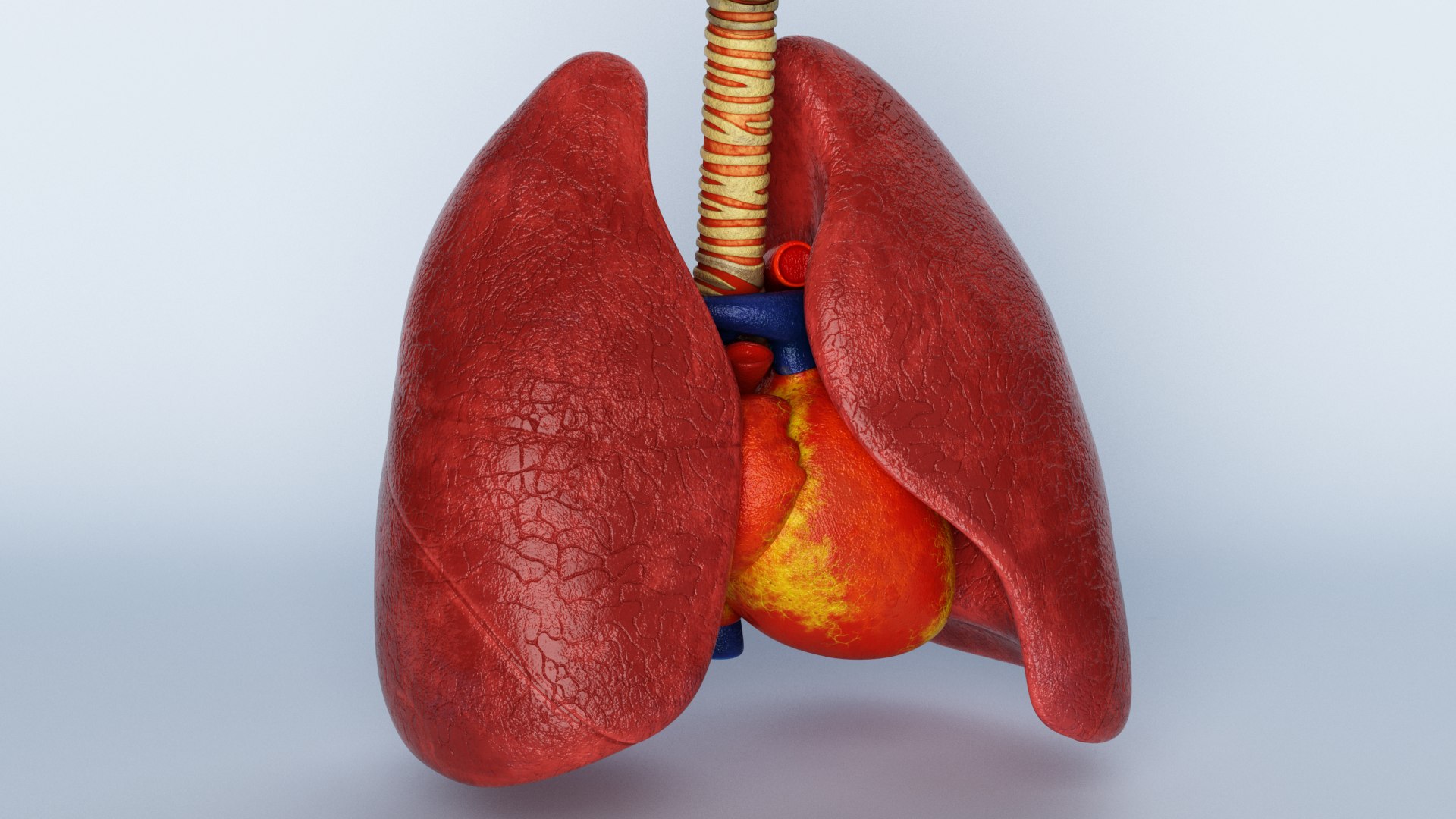 3D Trachea Heart Lungs Model - TurboSquid 1570805