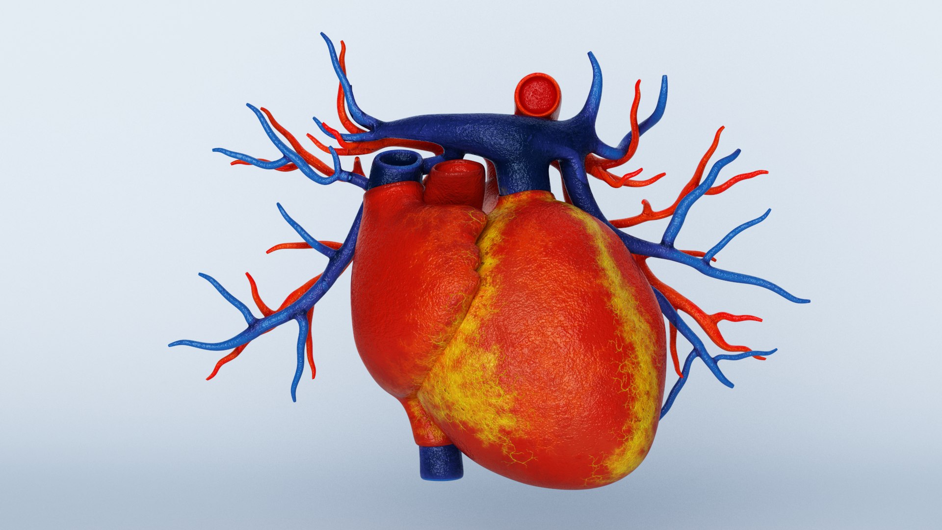 3D trachea heart lungs model - TurboSquid 1570805