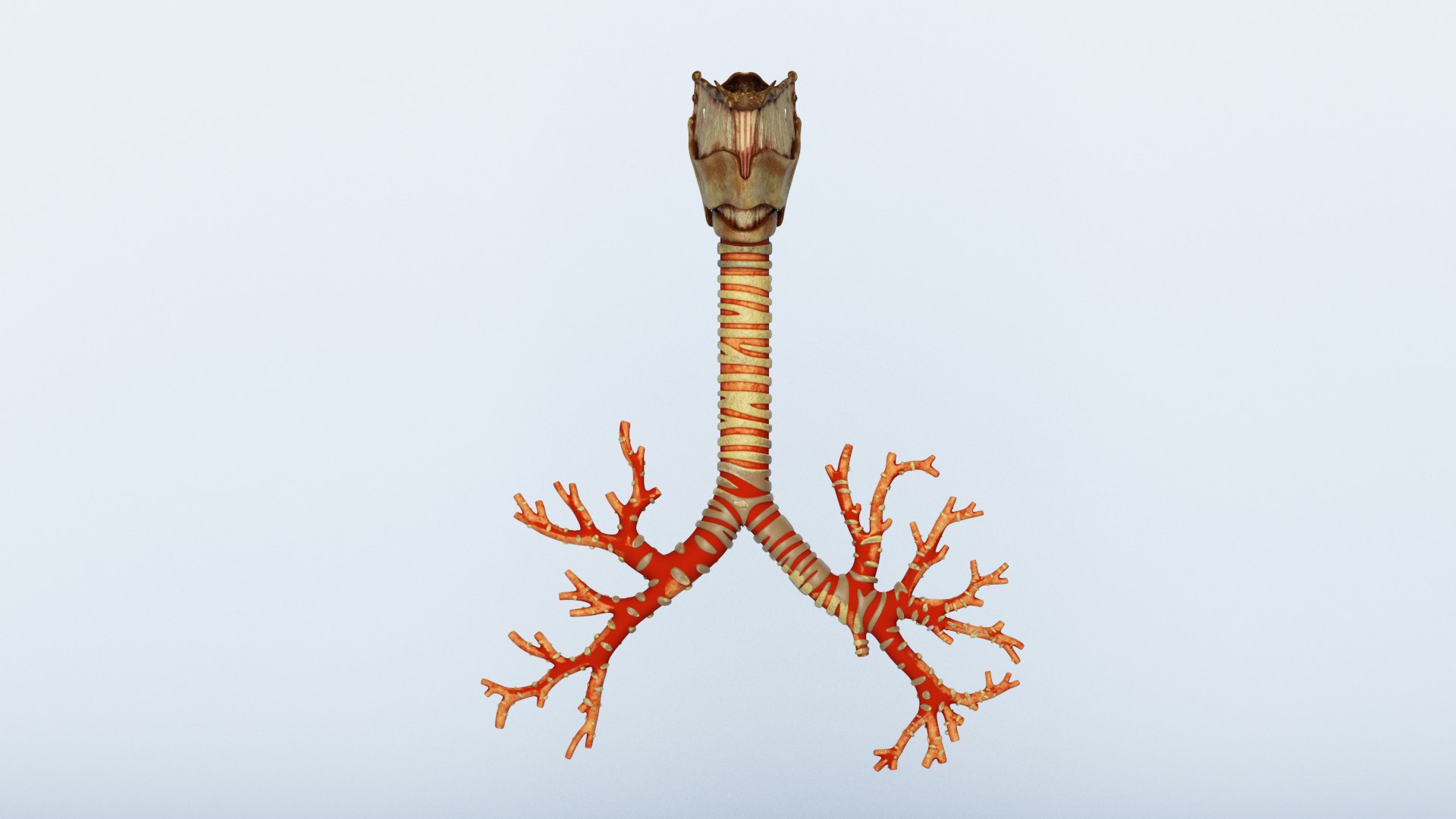 3D trachea heart lungs model - TurboSquid 1570805