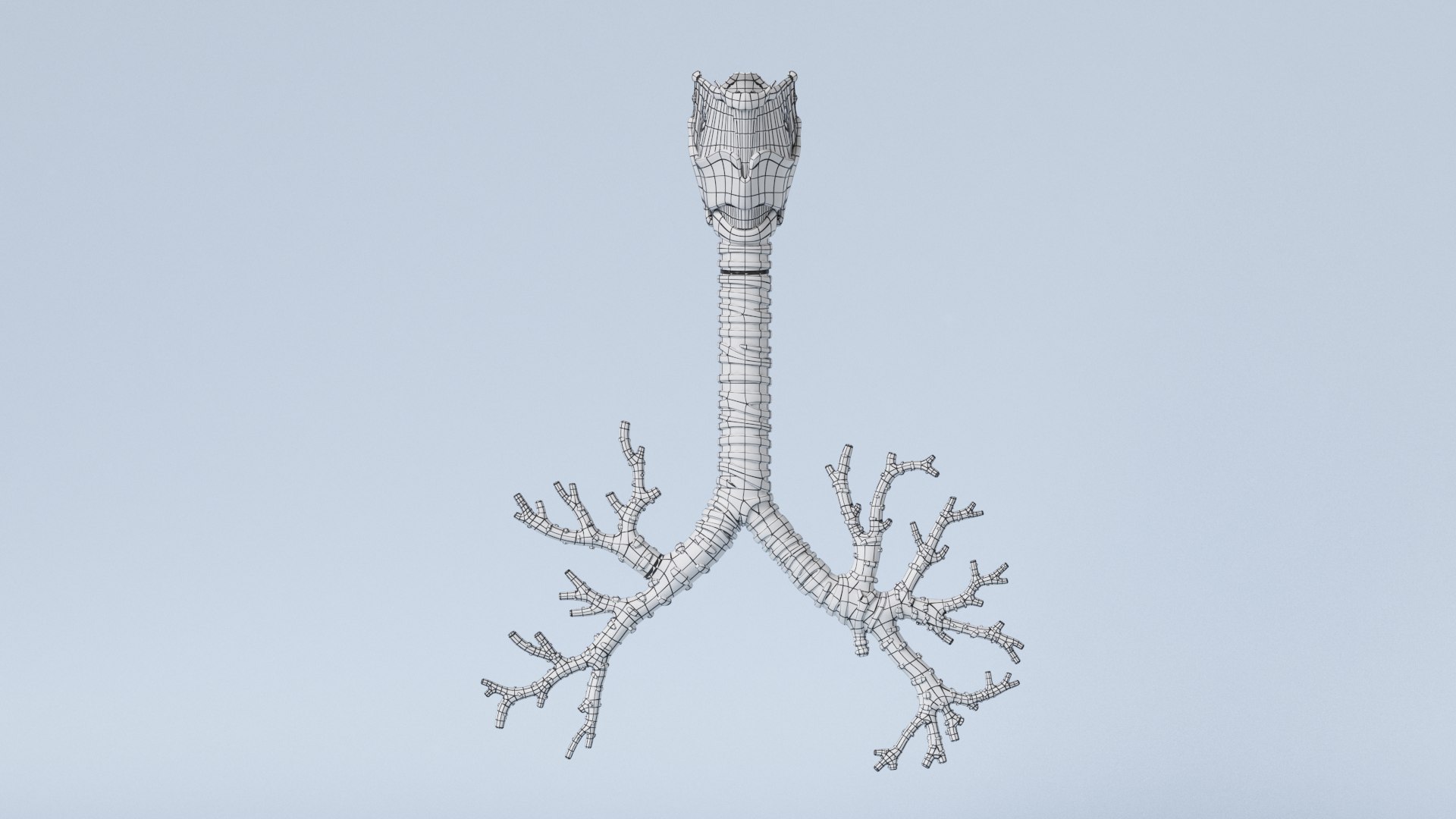 3D trachea heart lungs model - TurboSquid 1570805