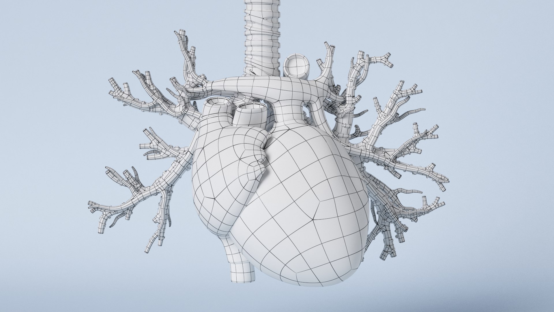 3D Trachea Heart Lungs Model - TurboSquid 1570805