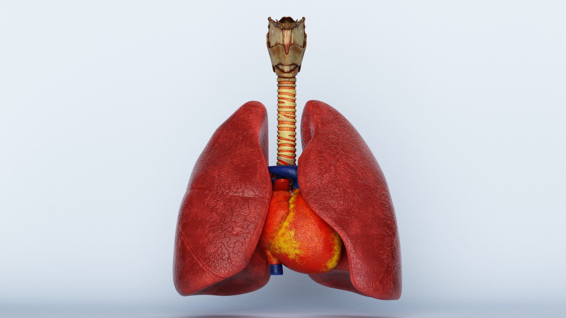 3D trachea heart lungs model - TurboSquid 1570805