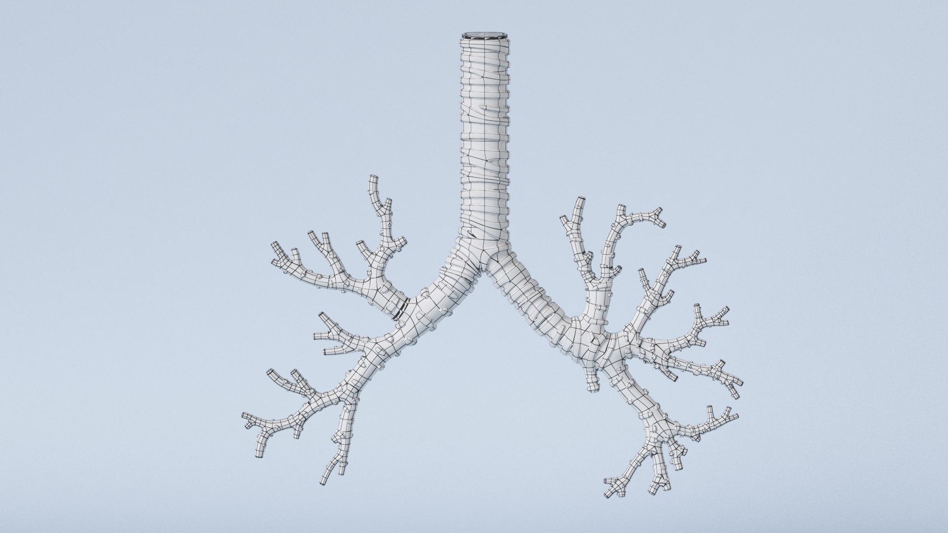 3D trachea heart lungs model - TurboSquid 1570805