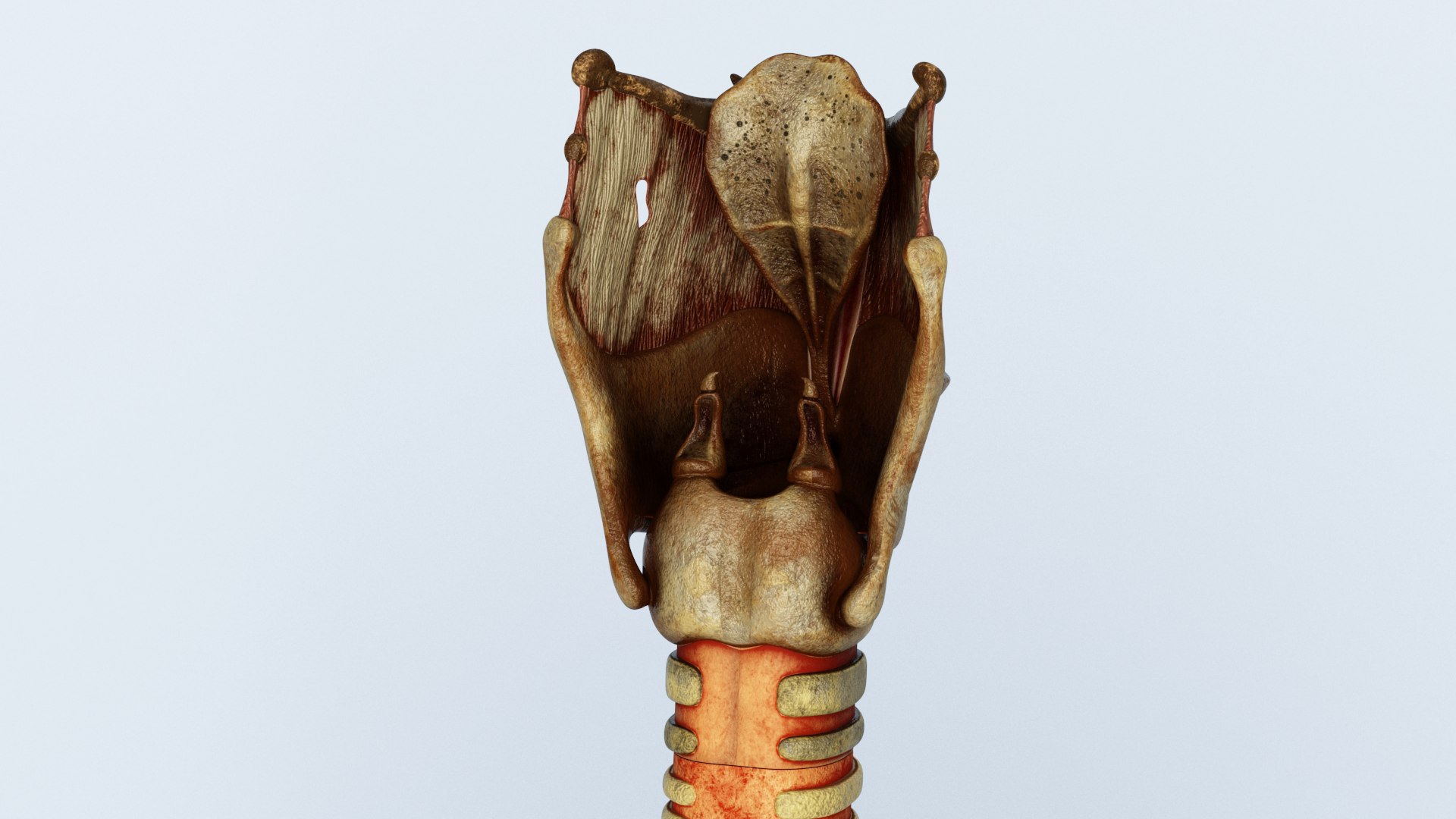 3D Trachea Heart Lungs Model - TurboSquid 1570805