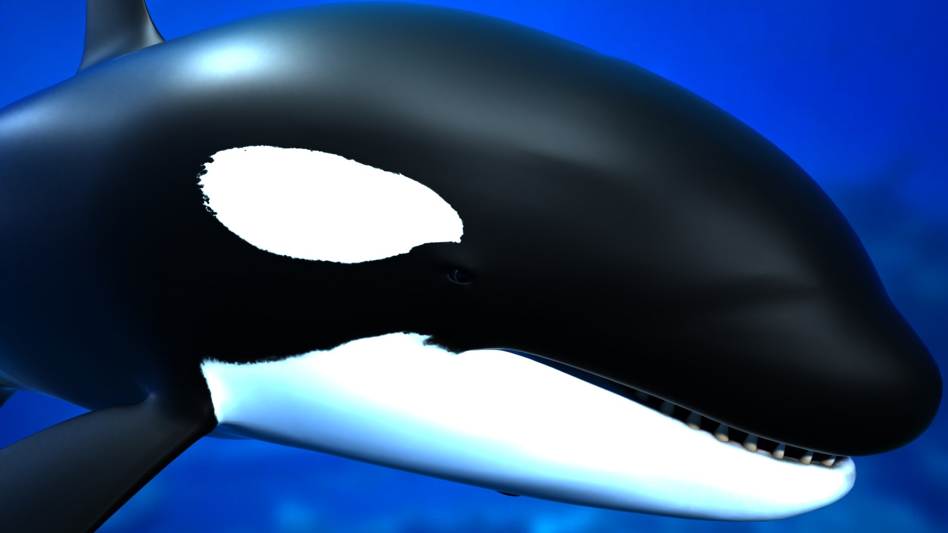 Orca Supporting Octane Model - TurboSquid 1404925