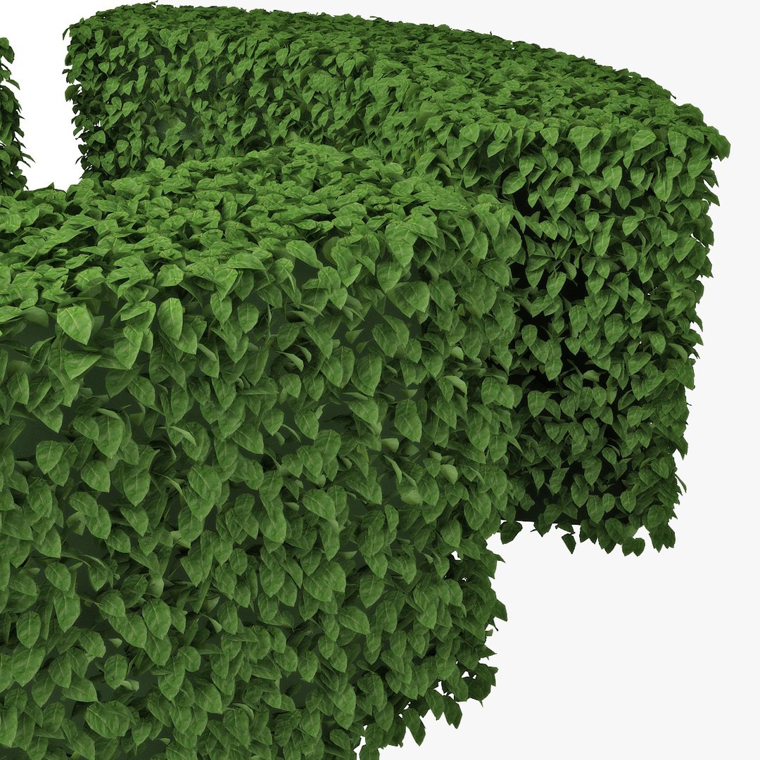 x hedge