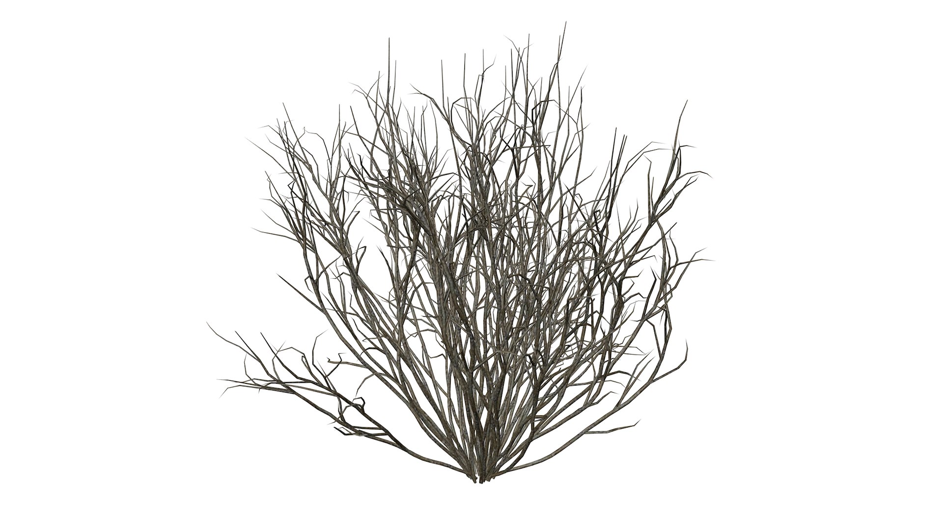 3D Broom Snakeweed Bushes Plant Collection - TurboSquid 2378059