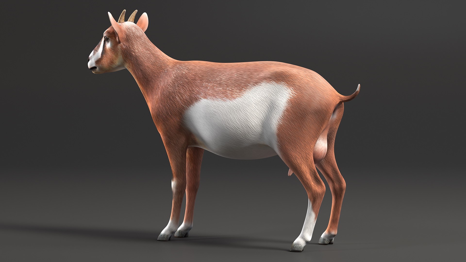 Dairy Goat Brown Rigged For Maya 3D Model - TurboSquid 2006288