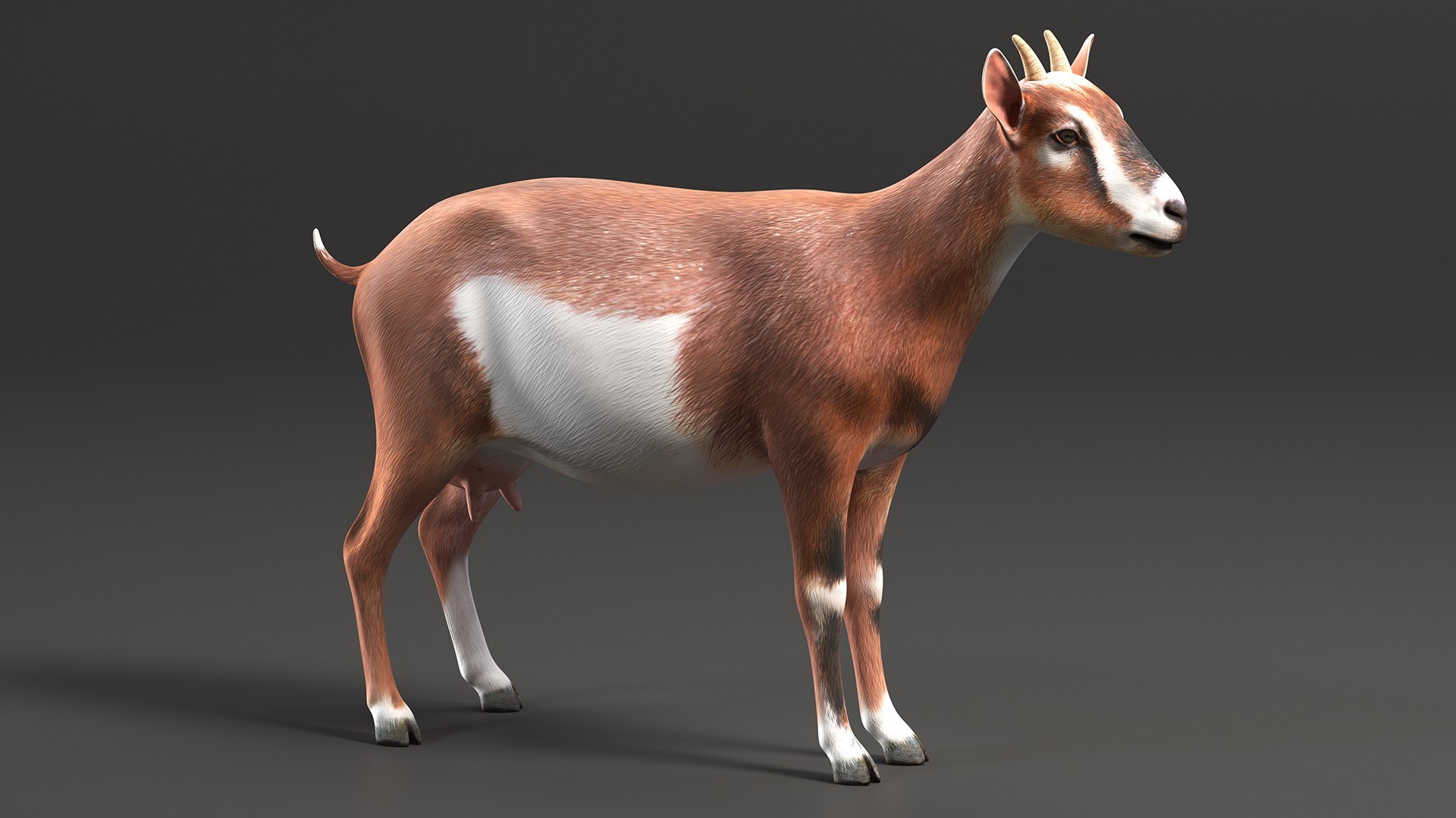 Dairy Goat Brown Rigged For Maya 3D Model - TurboSquid 2006288