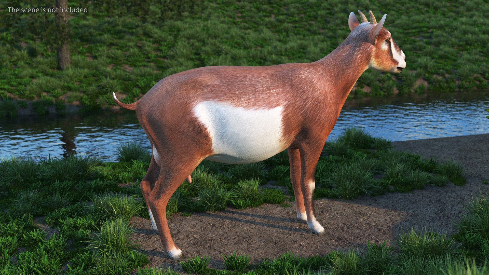 Dairy Goat Brown Rigged For Maya 3D Model - TurboSquid 2006288