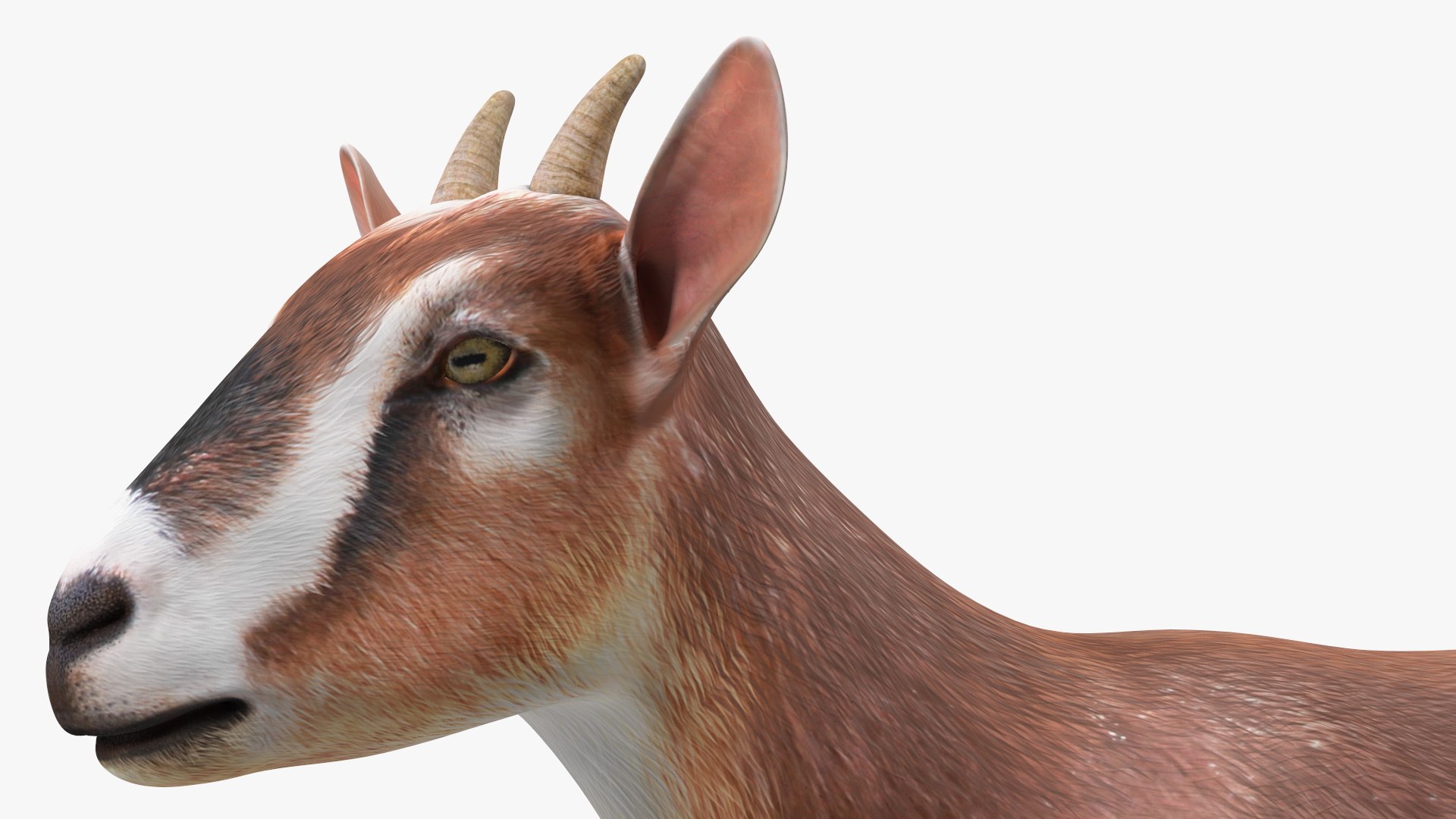 Dairy Goat Brown Rigged For Maya 3D Model - TurboSquid 2006288