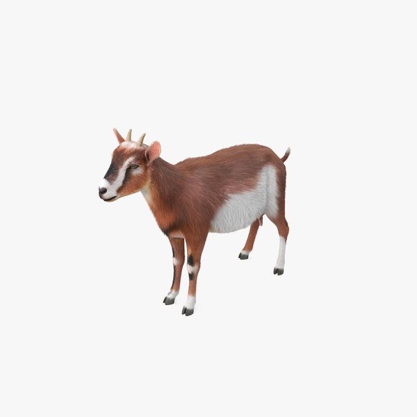 modelo 3d Dairy Goat Brown Rigged for Maya - TurboSquid 2006288