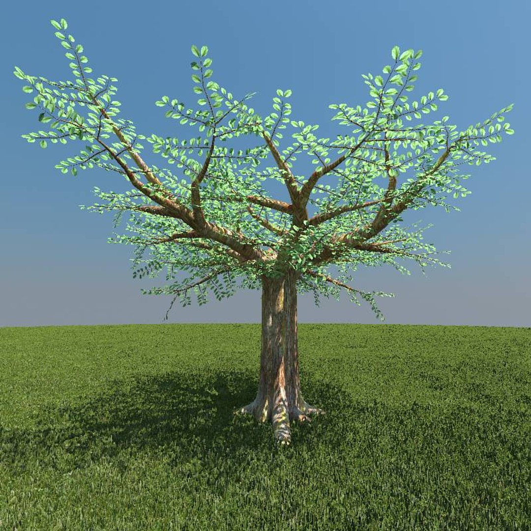 Free African Tree 3d Model