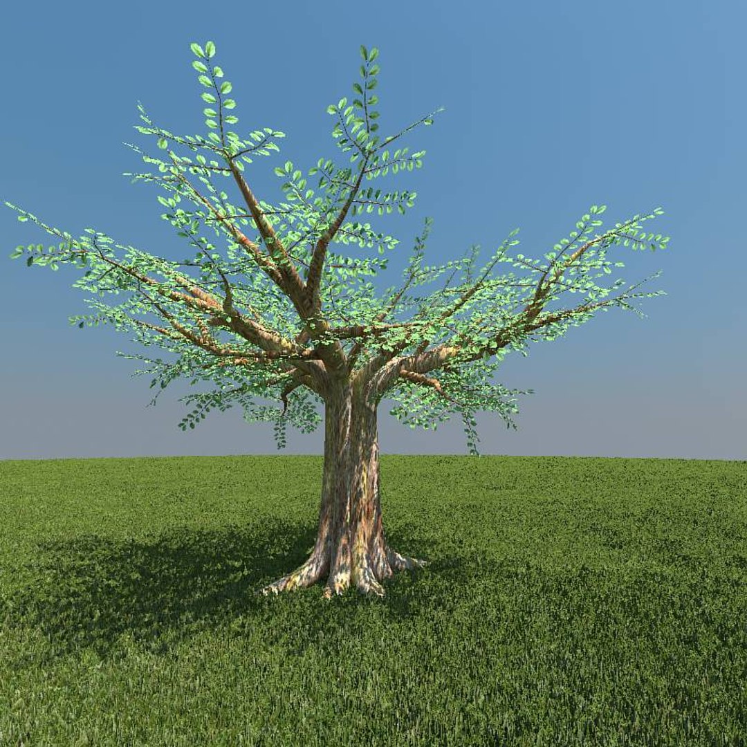 Free African Tree 3d Model