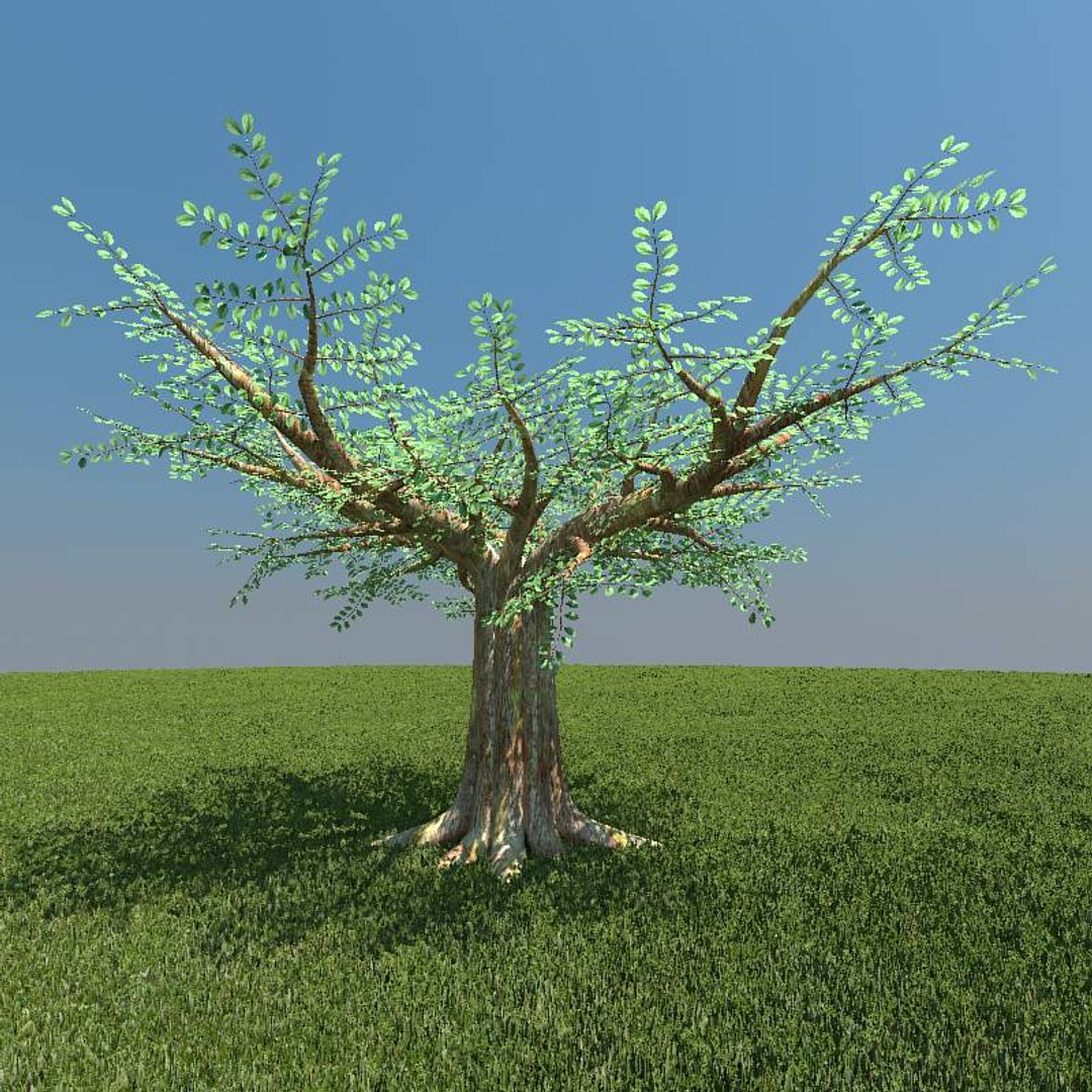 Free African Tree 3d Model