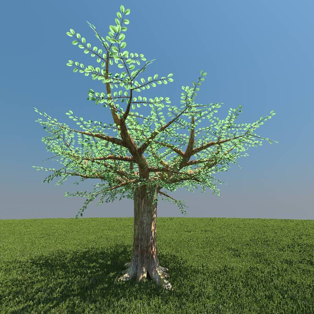 Free African Tree 3d Model