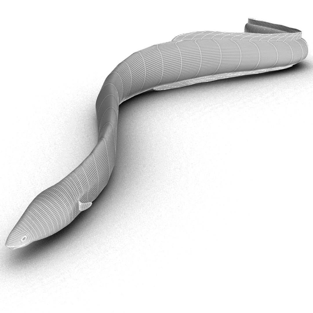 3D Black Eel Model - TurboSquid 1349965