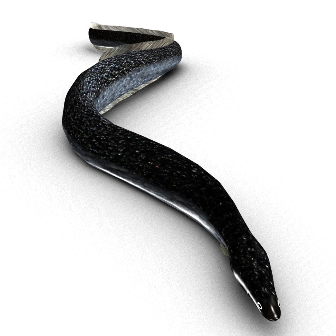 3D Black Eel Model - TurboSquid 1349965