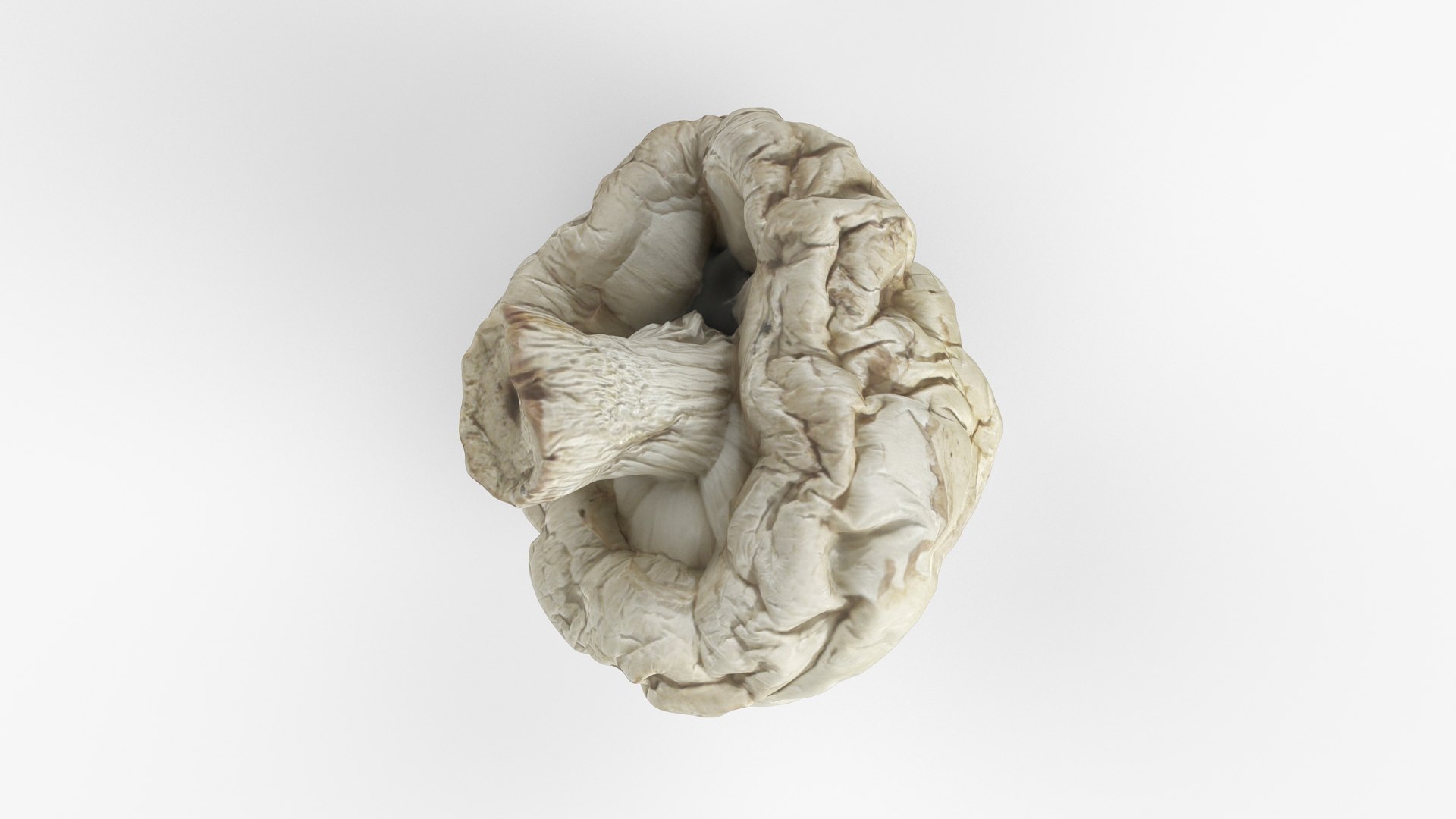 3D Photorealistic 3D Scan Of Dried Spoiled Rotten Mushroom - TurboSquid ...