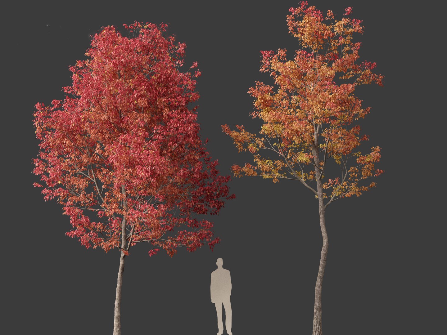 3D Fraxinus Americana - White Ash 02 Model - TurboSquid 2143307