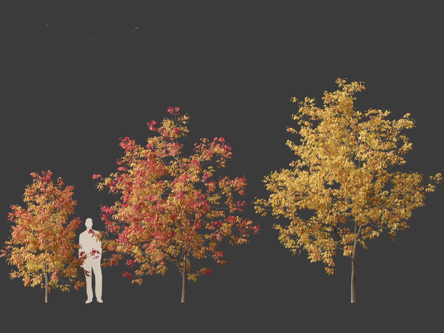 3D Fraxinus Americana - White Ash 02 Model - TurboSquid 2143307