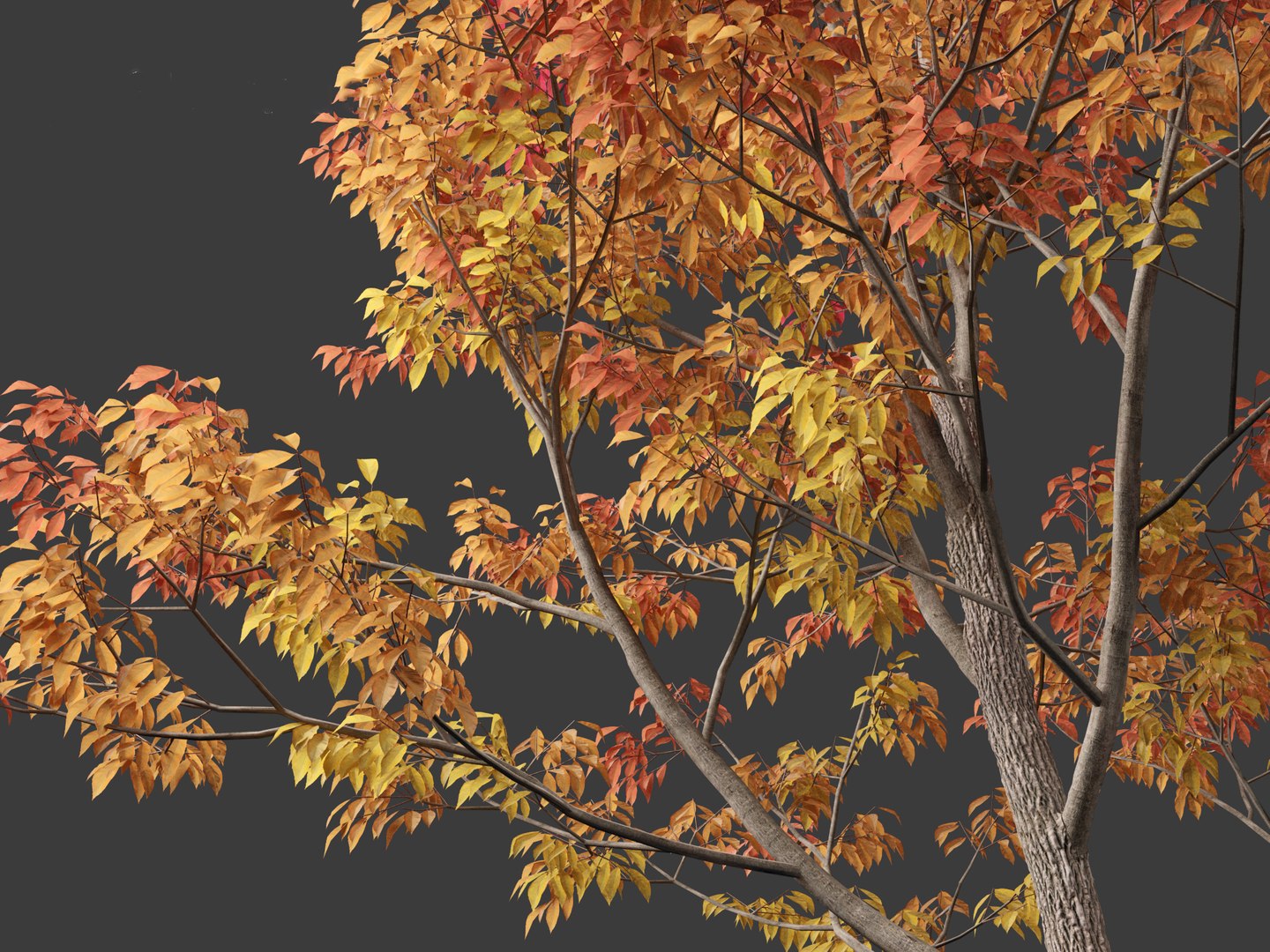 3D Fraxinus Americana - White Ash 02 Model - TurboSquid 2143307