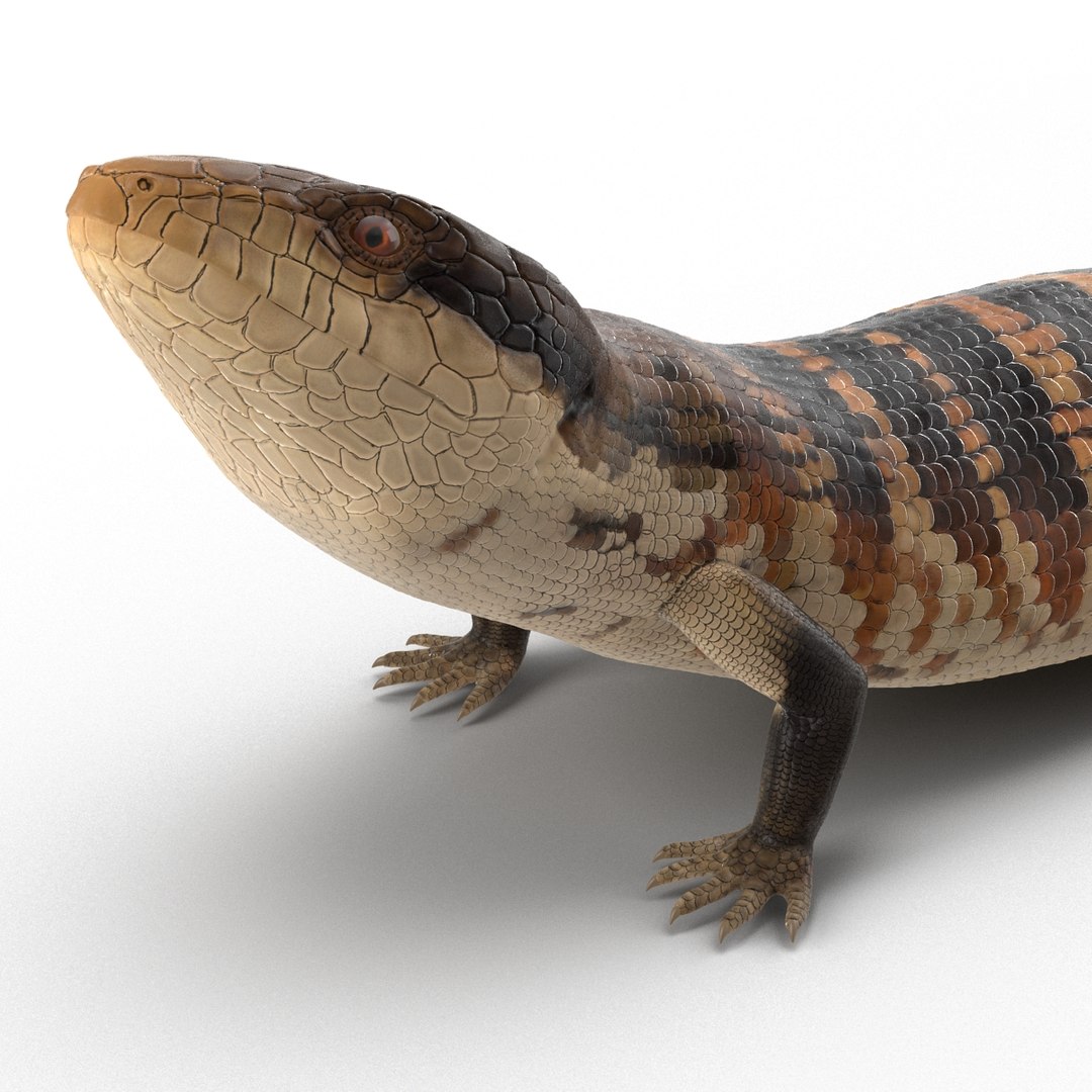 3d model blue tongued skink pose