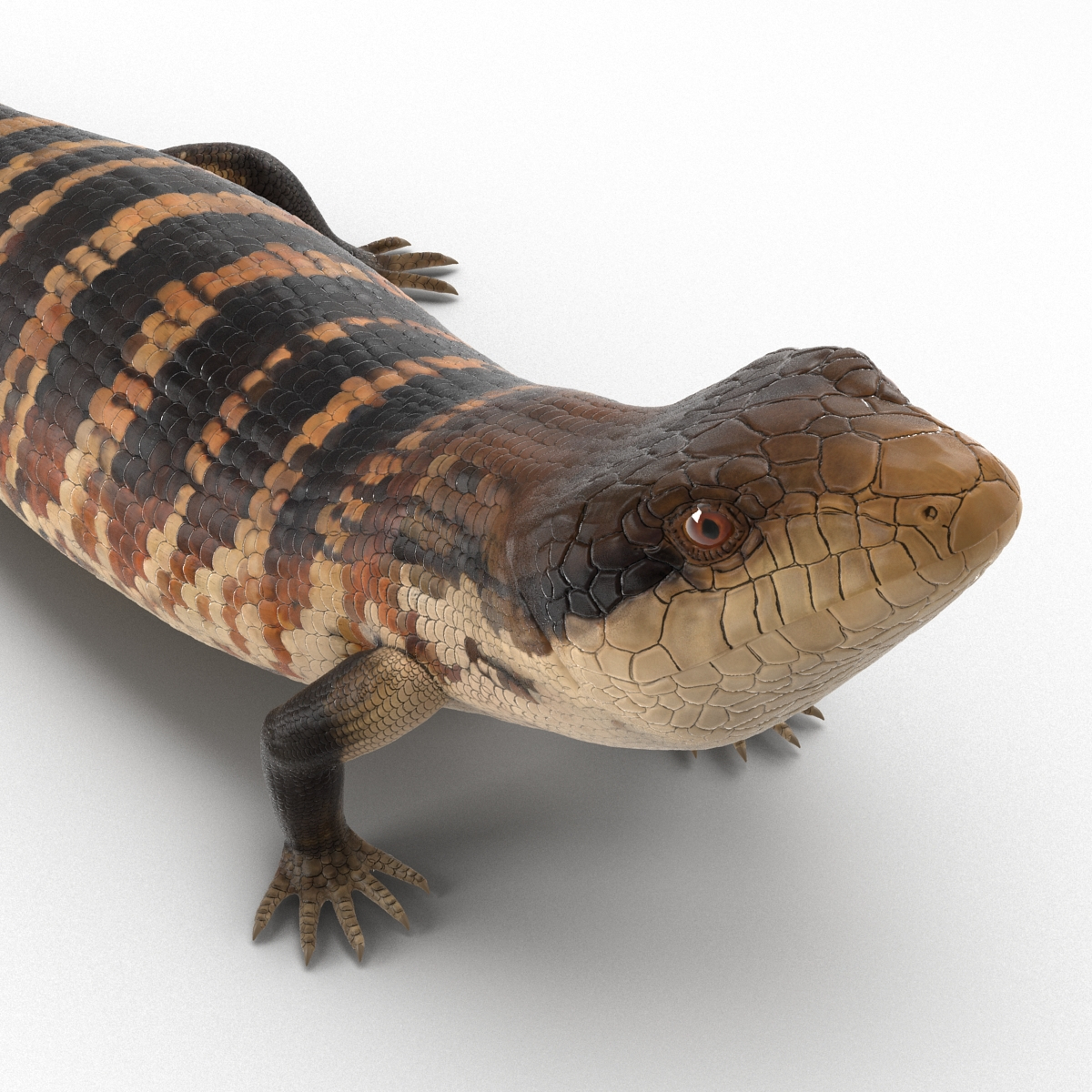 3d model blue tongued skink pose