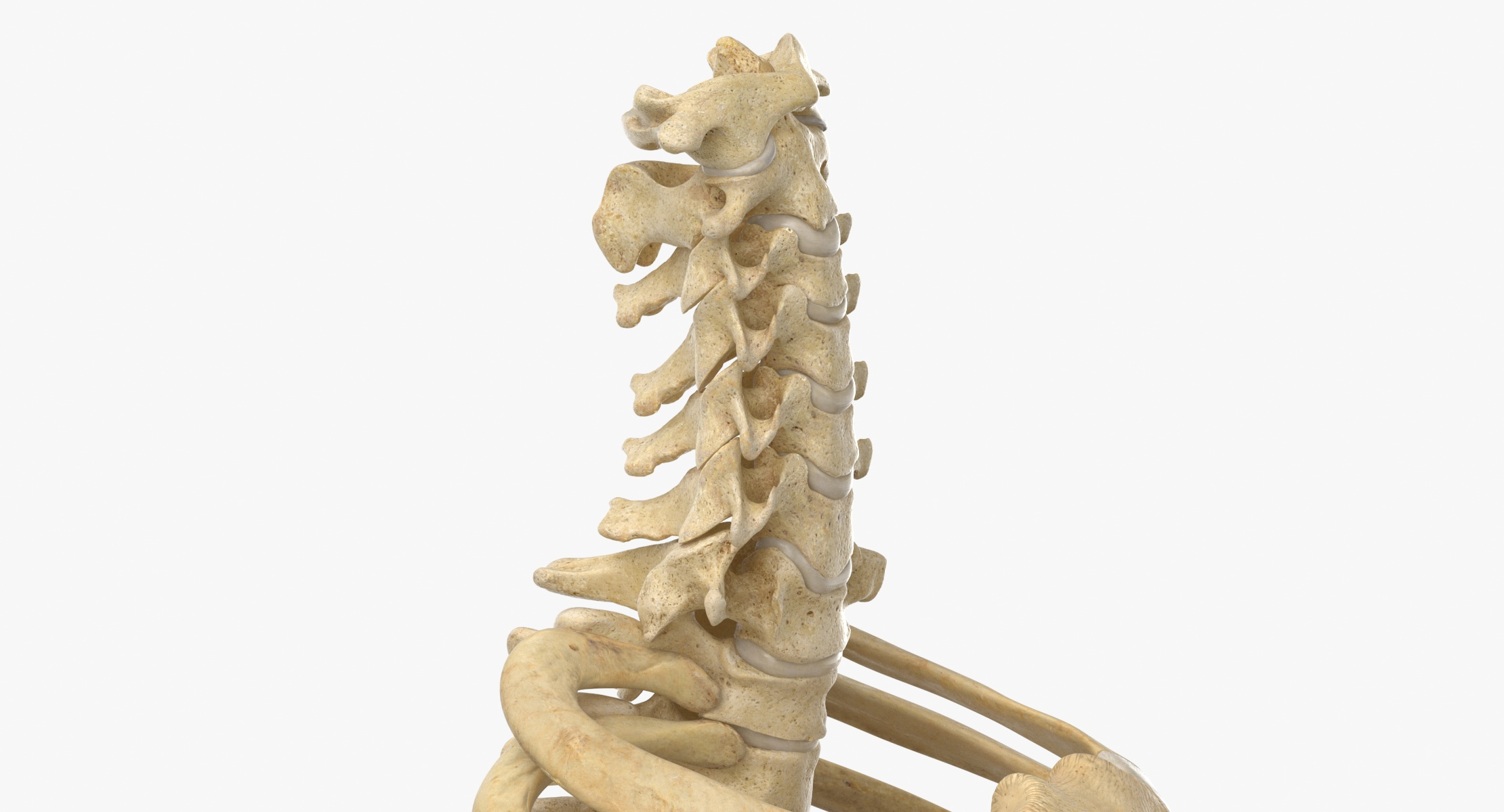 3D human rib cage spine model - TurboSquid 1710396