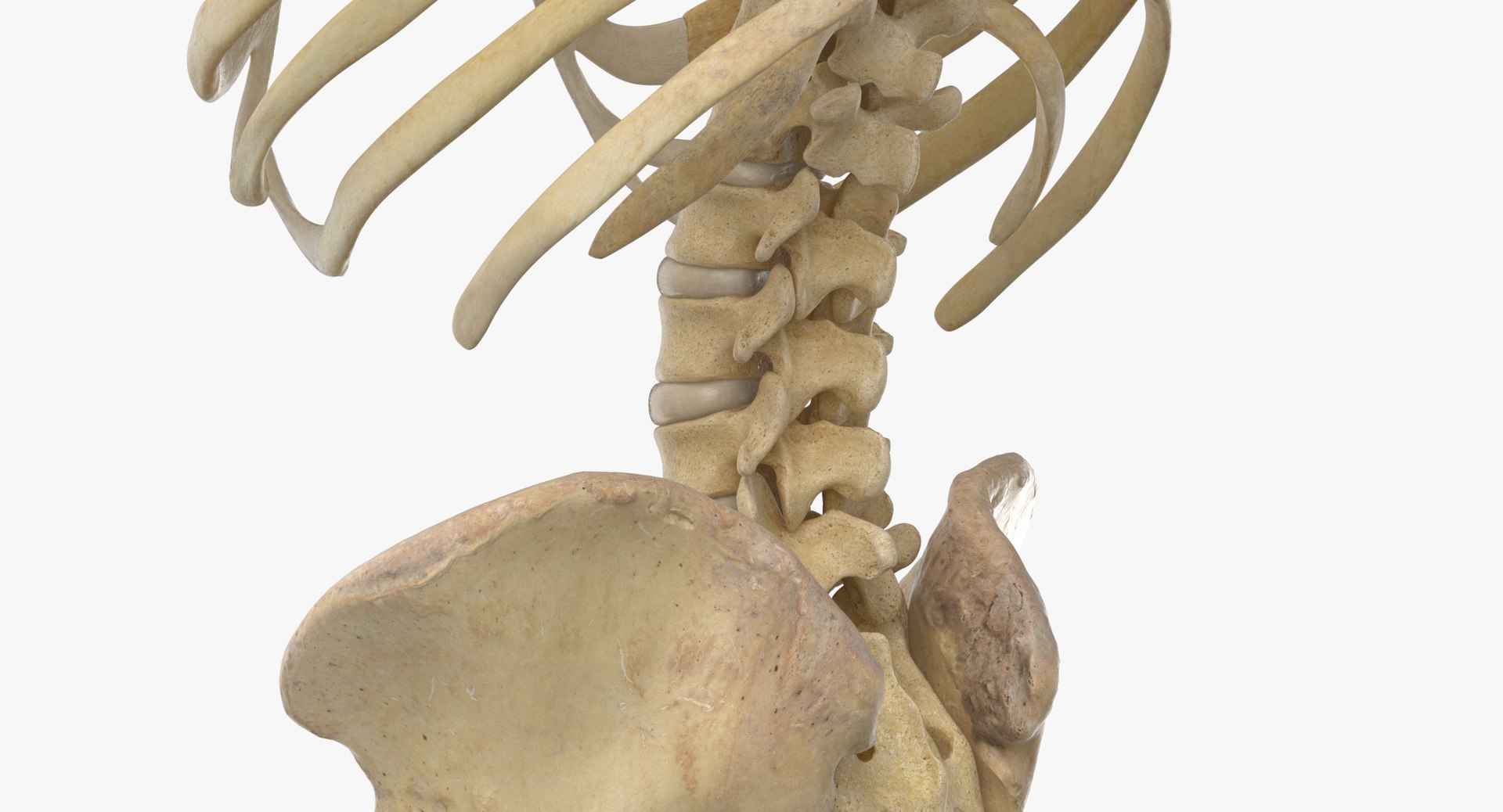 3D Human Rib Cage Spine Model - TurboSquid 1710396