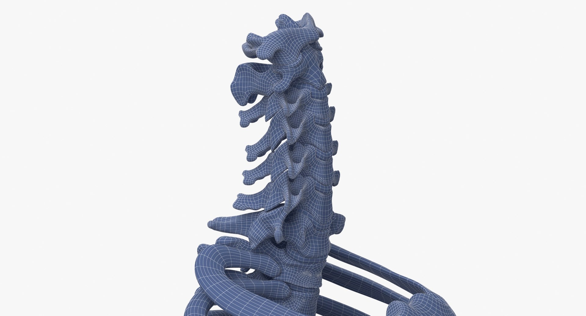 3D human rib cage spine model - TurboSquid 1710396