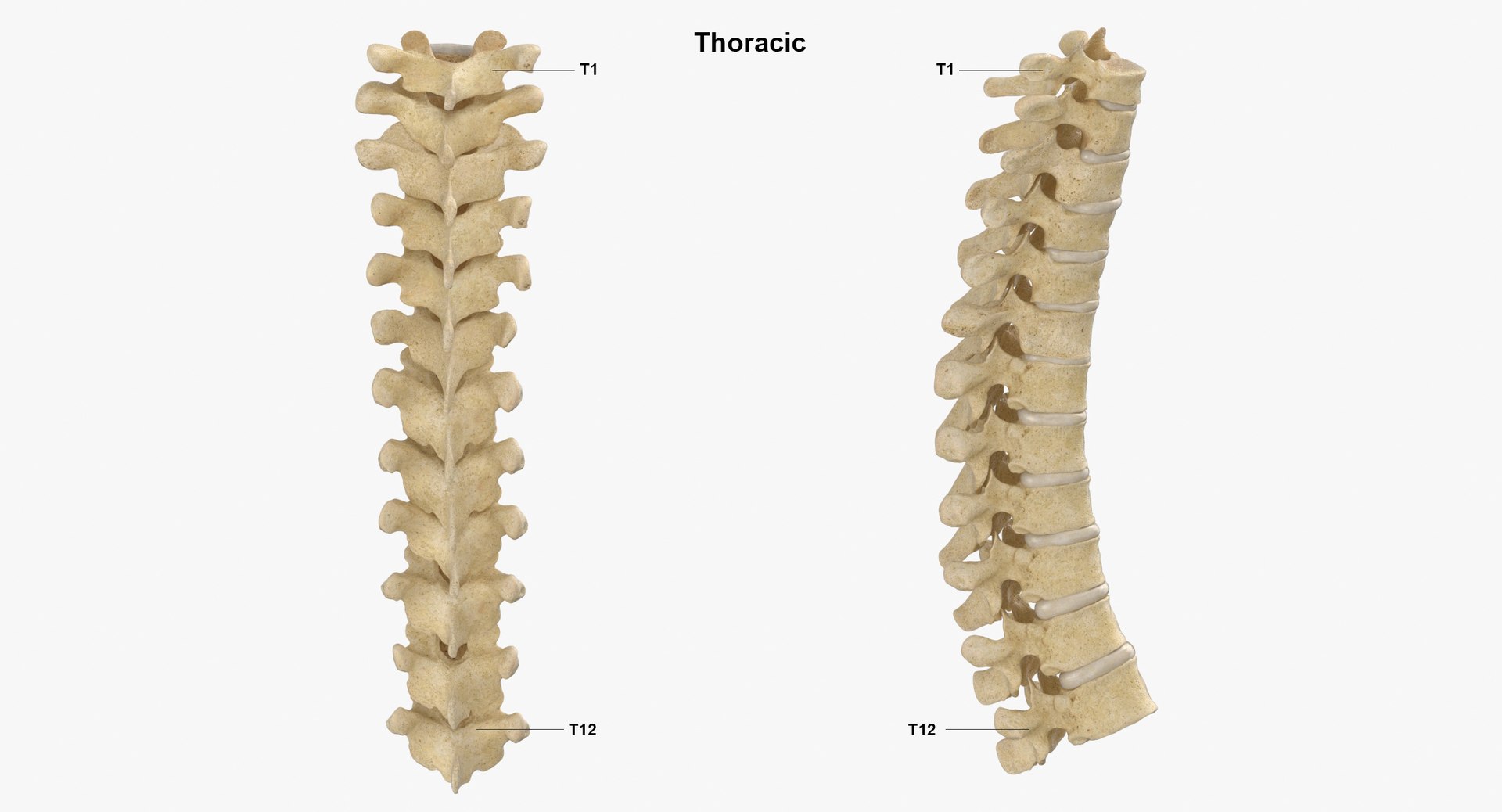 3D Human Rib Cage Spine Model - TurboSquid 1710396