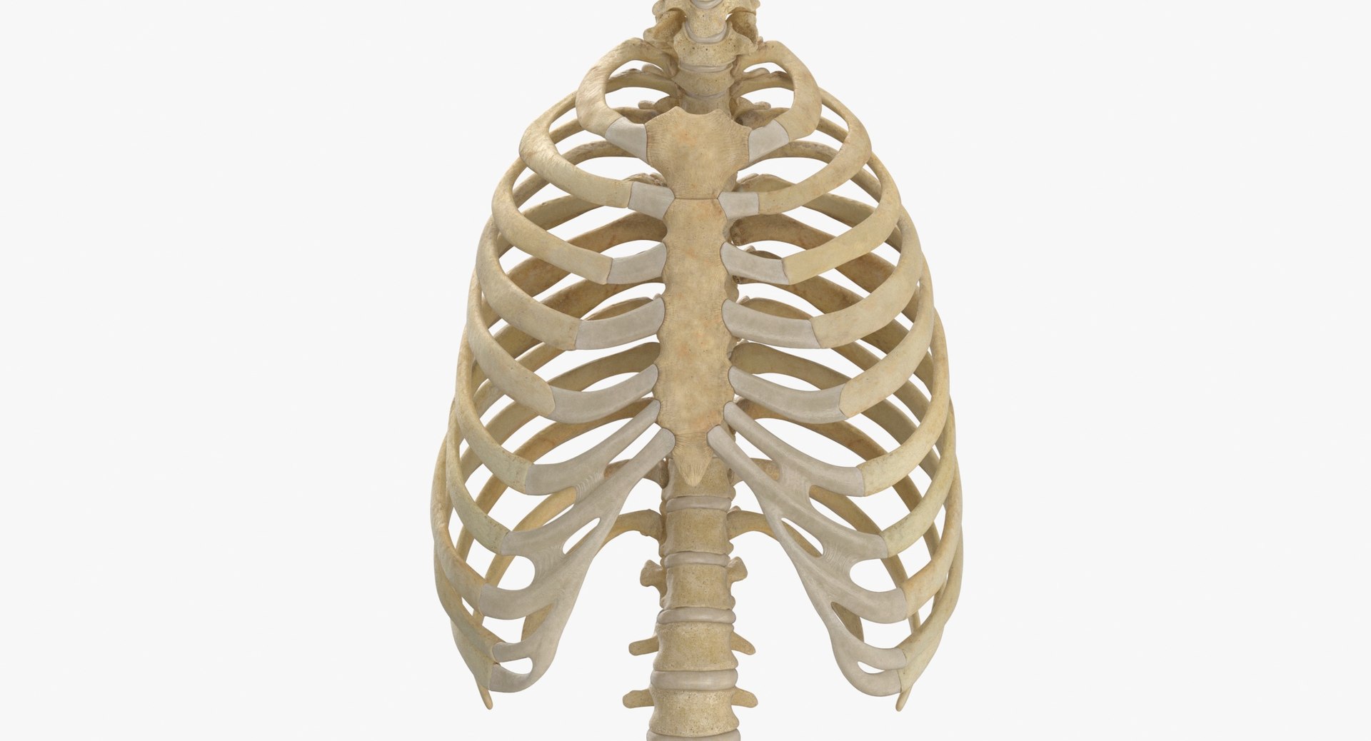 3D Human Rib Cage Spine Model - TurboSquid 1710396