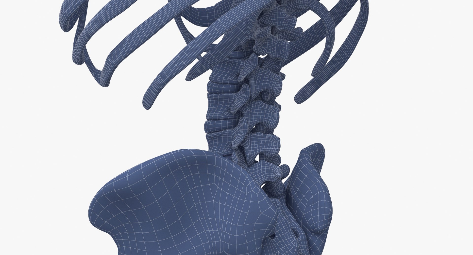 3D human rib cage spine model - TurboSquid 1710396
