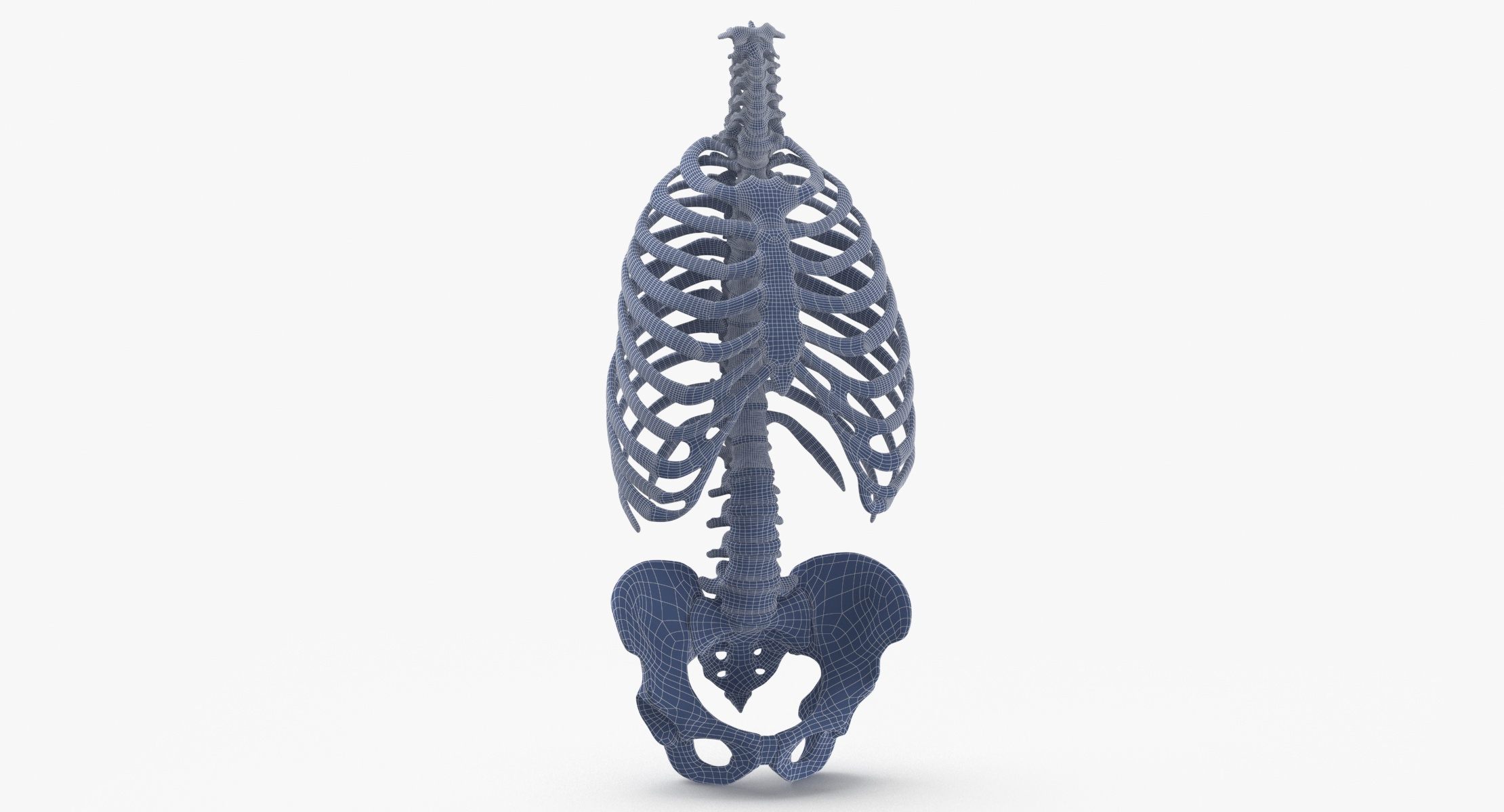 3D human rib cage spine model - TurboSquid 1710396