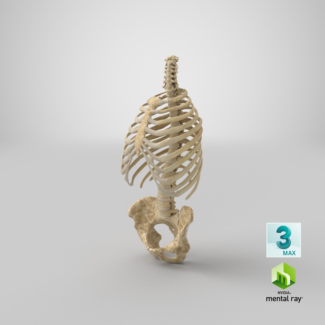 3D Human Rib Cage Spine Model - TurboSquid 1710396
