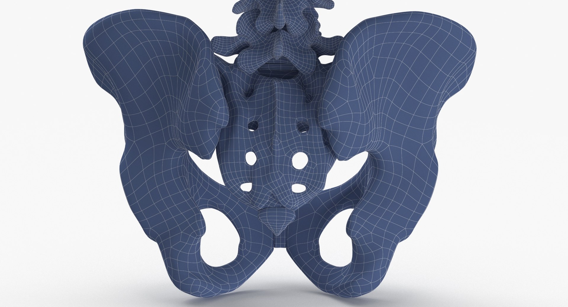 3D human rib cage spine model - TurboSquid 1710396