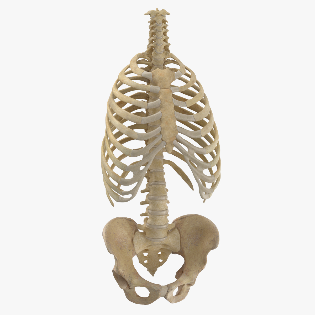 3D human rib cage spine model - TurboSquid 1710396