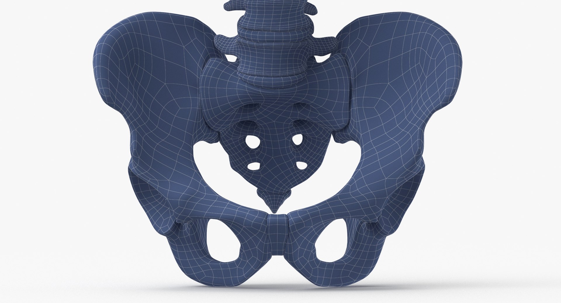 3D human rib cage spine model - TurboSquid 1710396