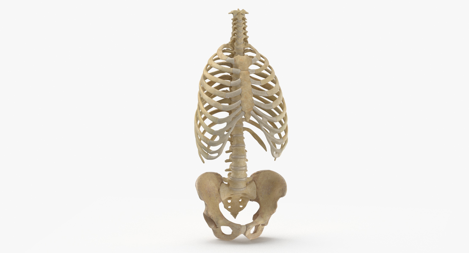 3D human rib cage spine model - TurboSquid 1710396