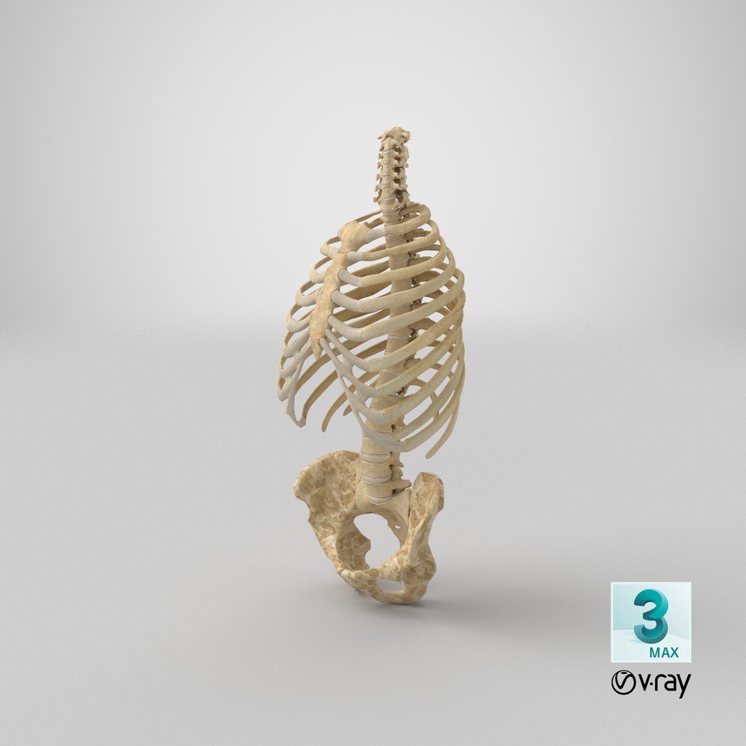 3D Human Rib Cage Spine Model - TurboSquid 1710396