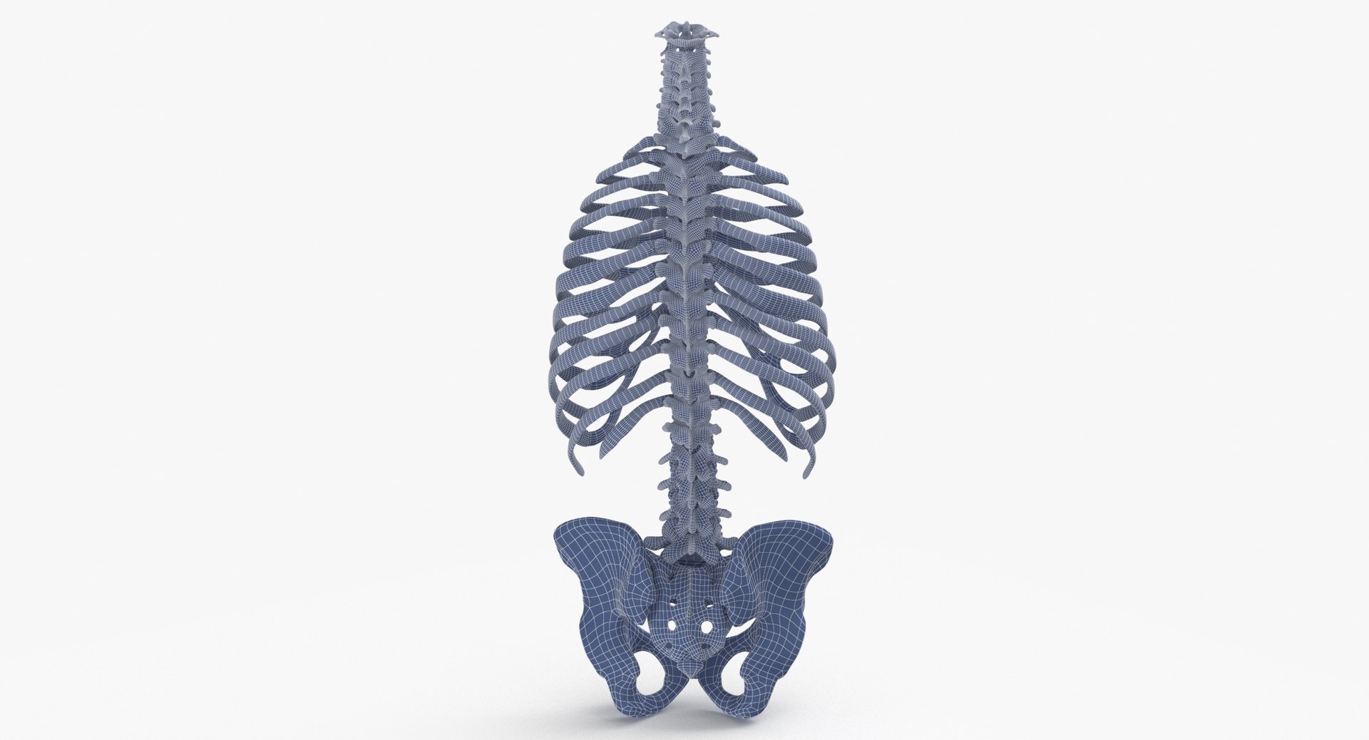3D human rib cage spine model - TurboSquid 1710396