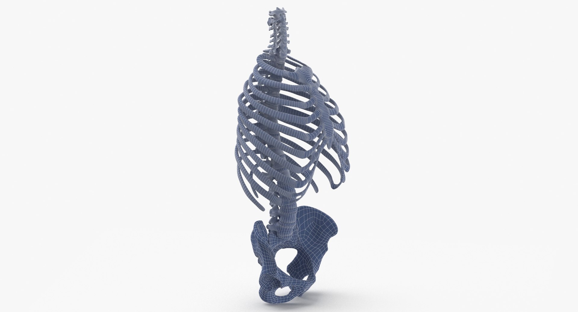 3D human rib cage spine model - TurboSquid 1710396