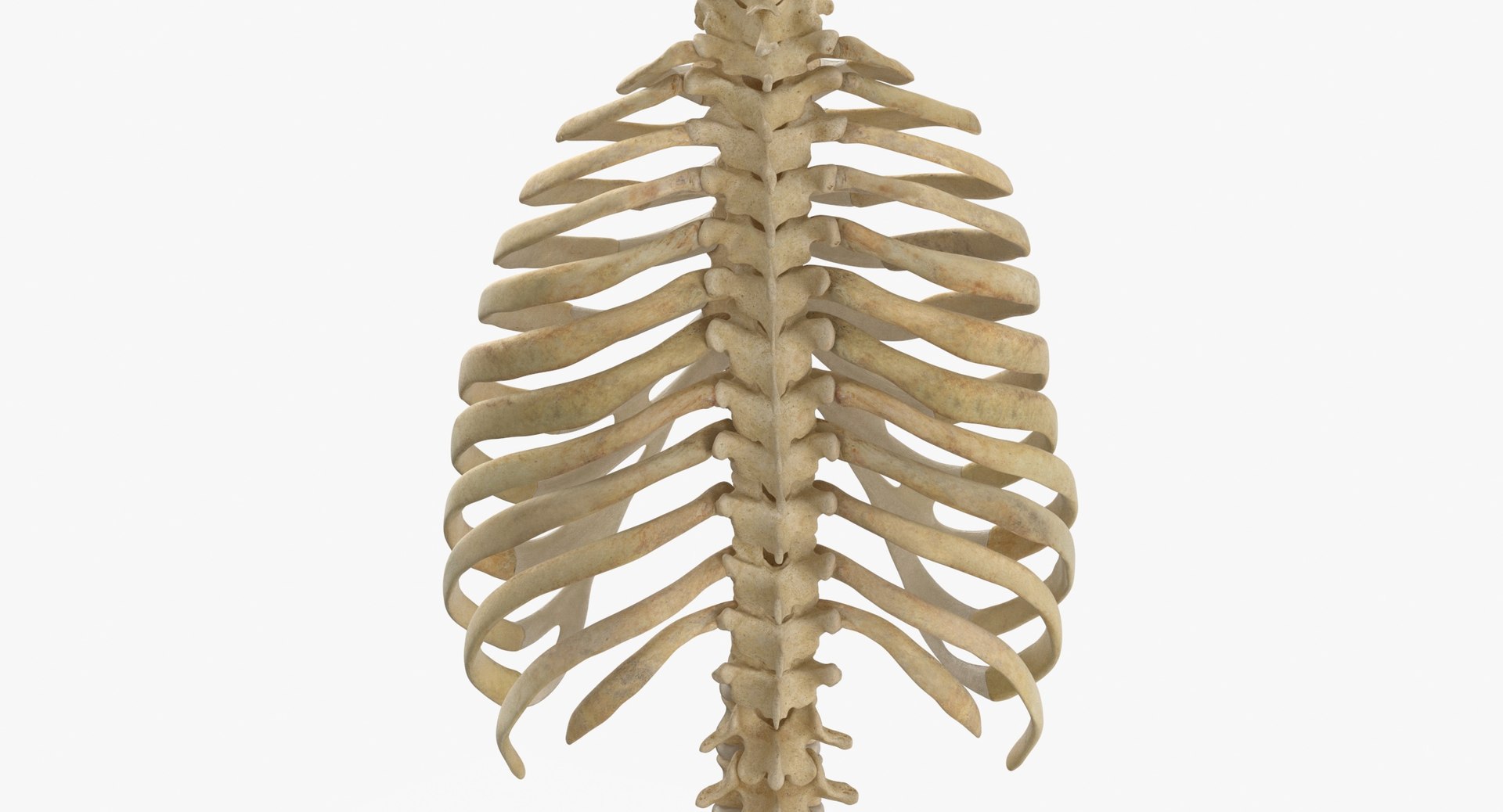 3D Human Rib Cage Spine Model - TurboSquid 1710396
