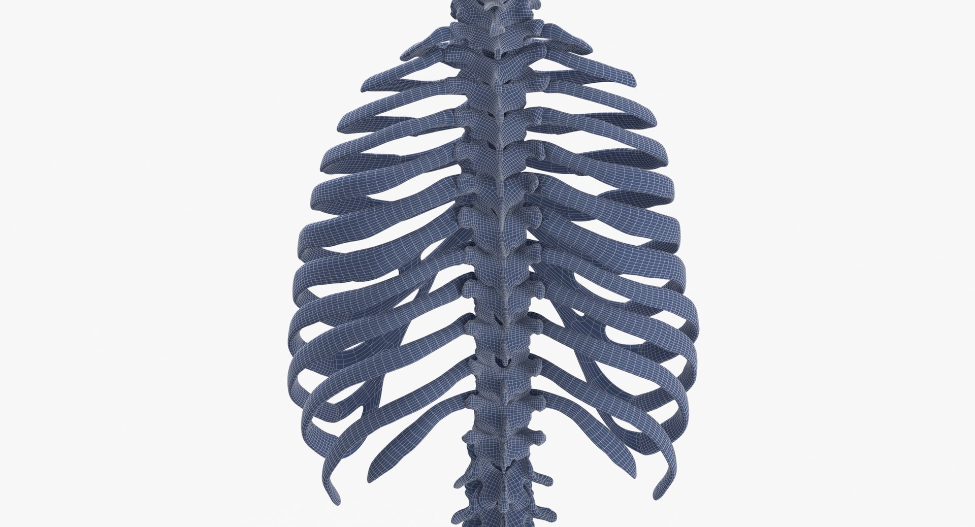 3D human rib cage spine model - TurboSquid 1710396