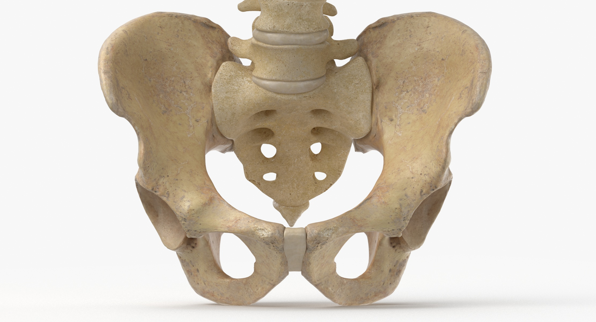 3D human rib cage spine model - TurboSquid 1710396