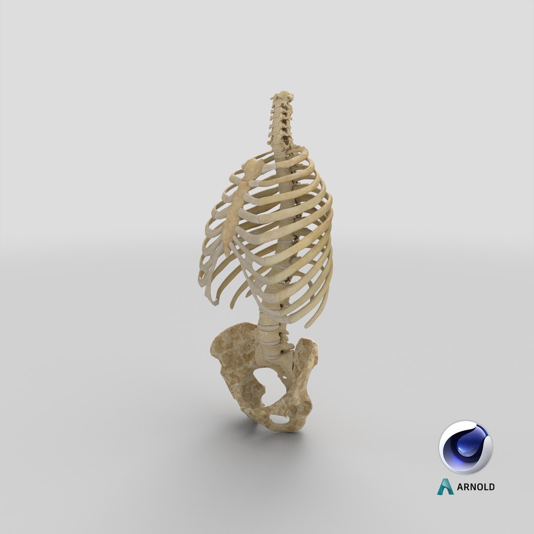 3D Human Rib Cage Spine Model - TurboSquid 1710396