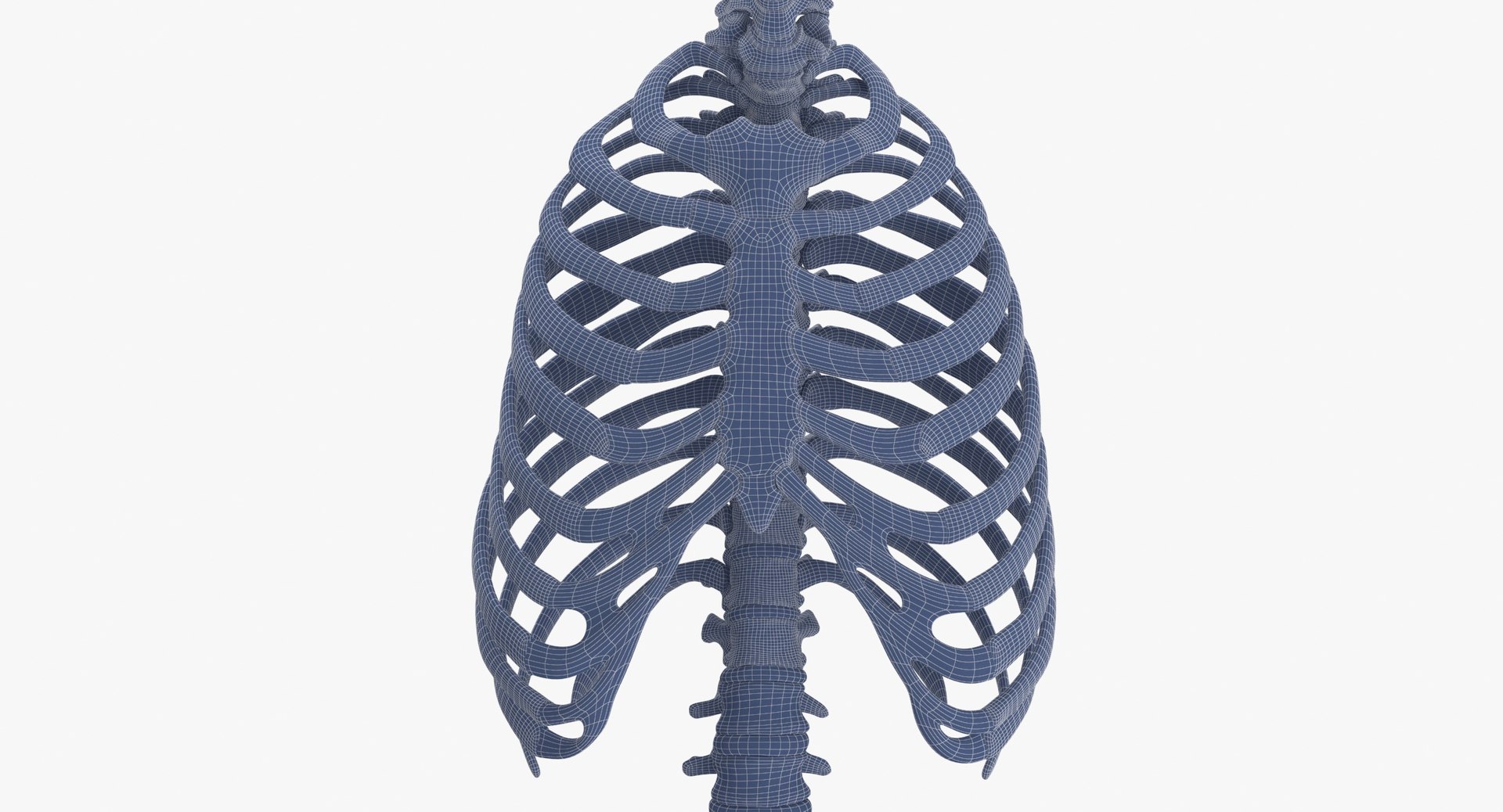 3D human rib cage spine model - TurboSquid 1710396